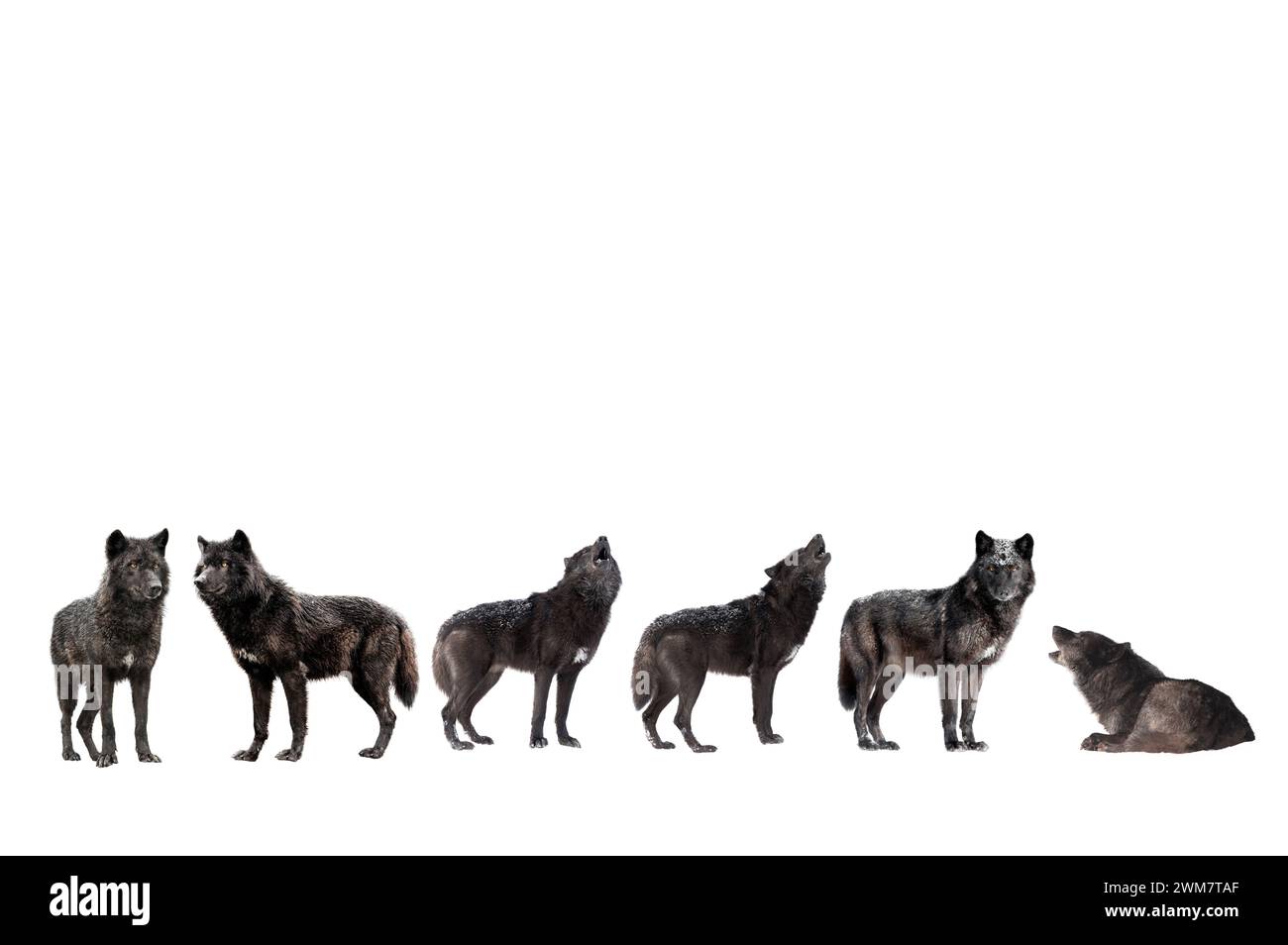 collage of wolves winter isolated on a white background Stock Photo - Alamy
