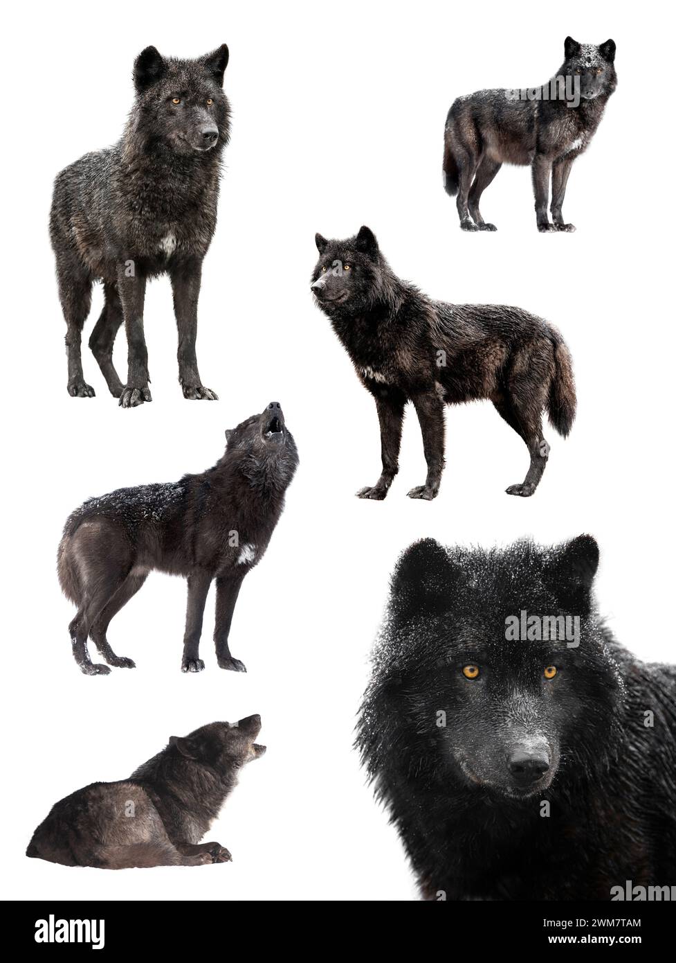collage of wolves winter isolated on a white background Stock Photo - Alamy