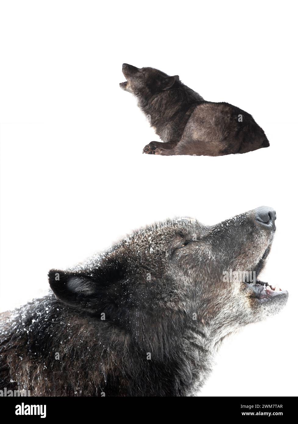 Canadian howling wolf hi-res stock photography and images - Alamy