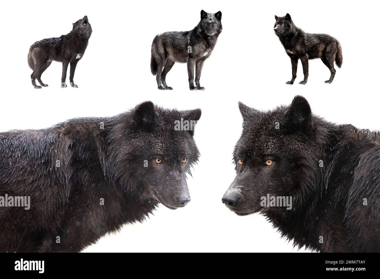 collage of wolves winter isolated on a white background Stock Photo - Alamy