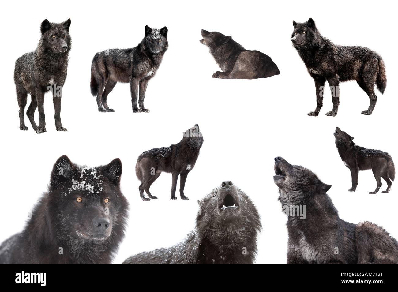 collage of wolves winter isolated on a white background Stock Photo - Alamy