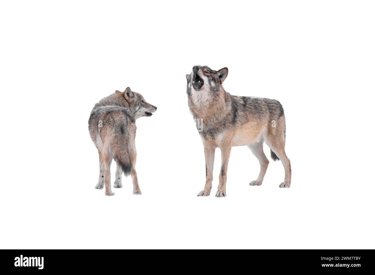 howling wolf and she-wolf isolated on white background Stock Photo - Alamy