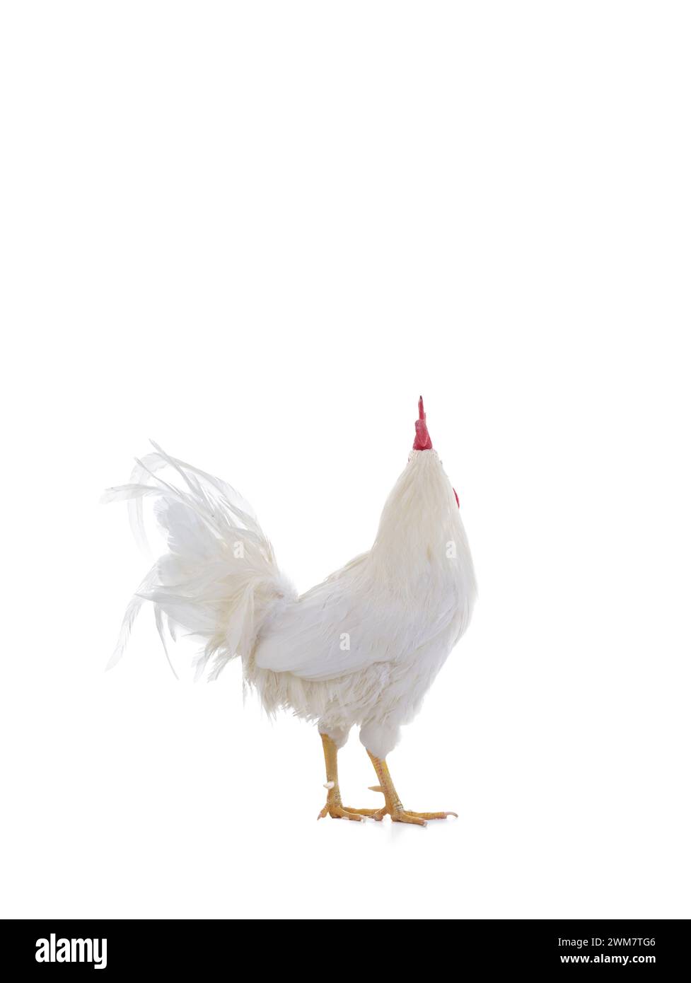 white rooster with rejected head isolated on white background. writing ...