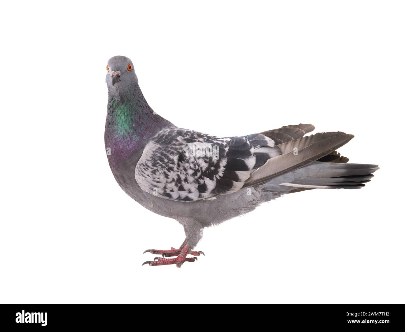 beautiful gray pigeon isolated on white background Stock Photo - Alamy