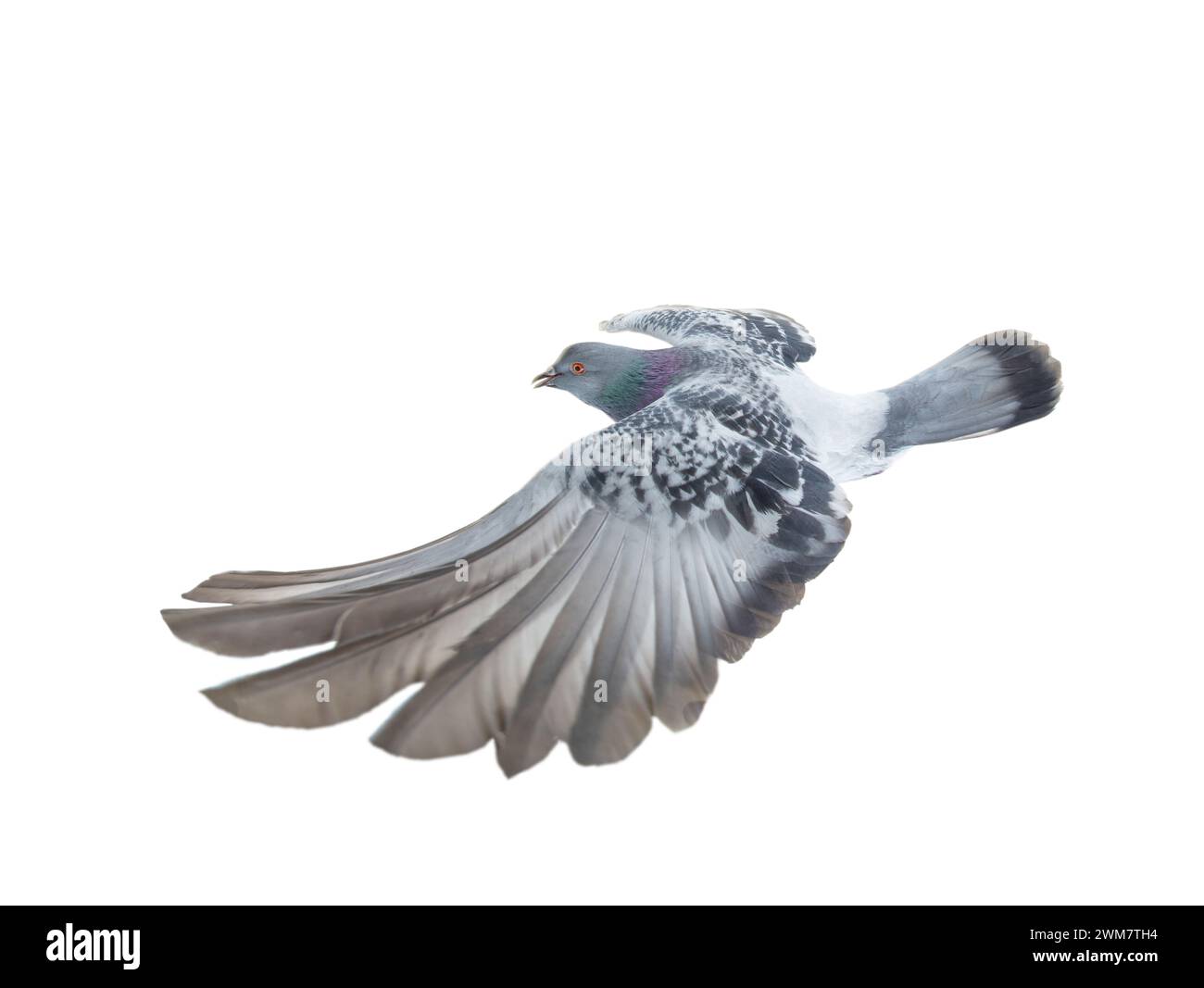 beautiful gray dove in flight with spread wings isolated on white ...
