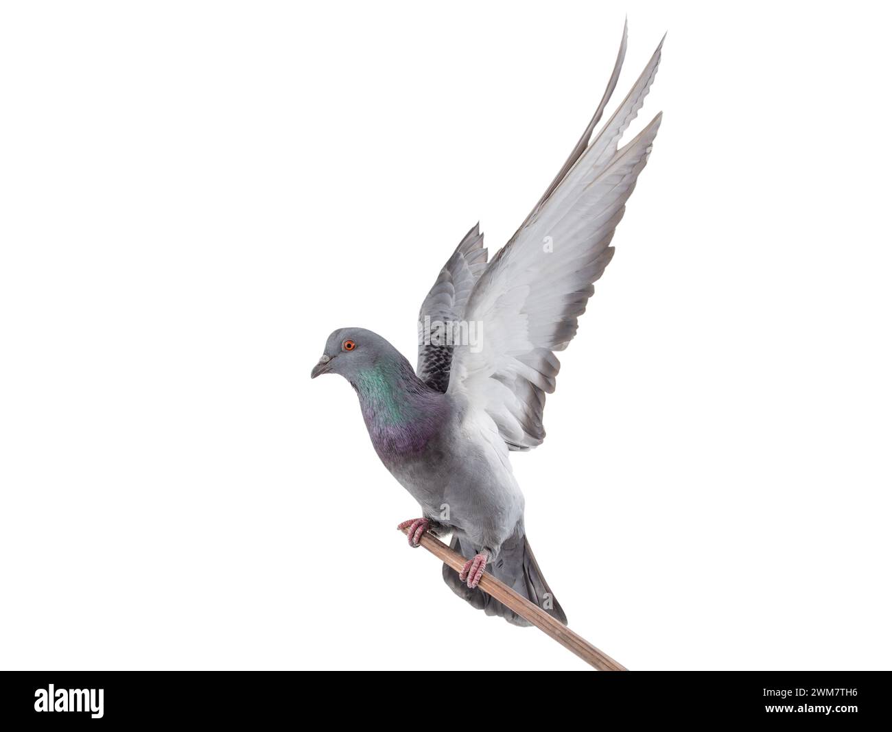 beautiful gray pigeon isolated on white background Stock Photo - Alamy