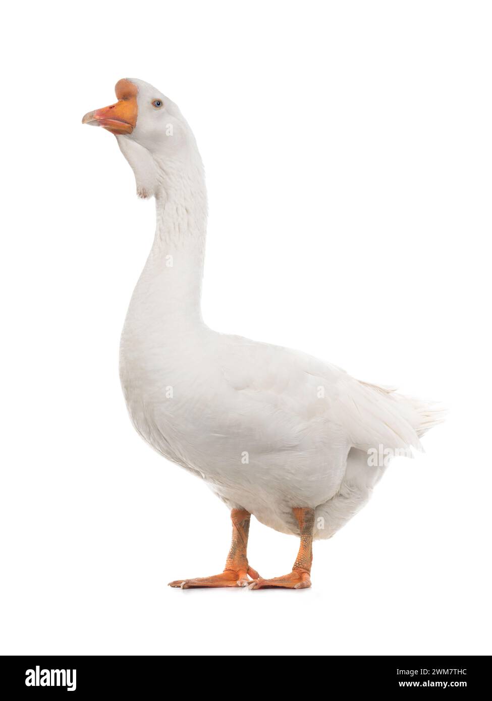 Large waterfowl Cut Out Stock Images & Pictures - Alamy