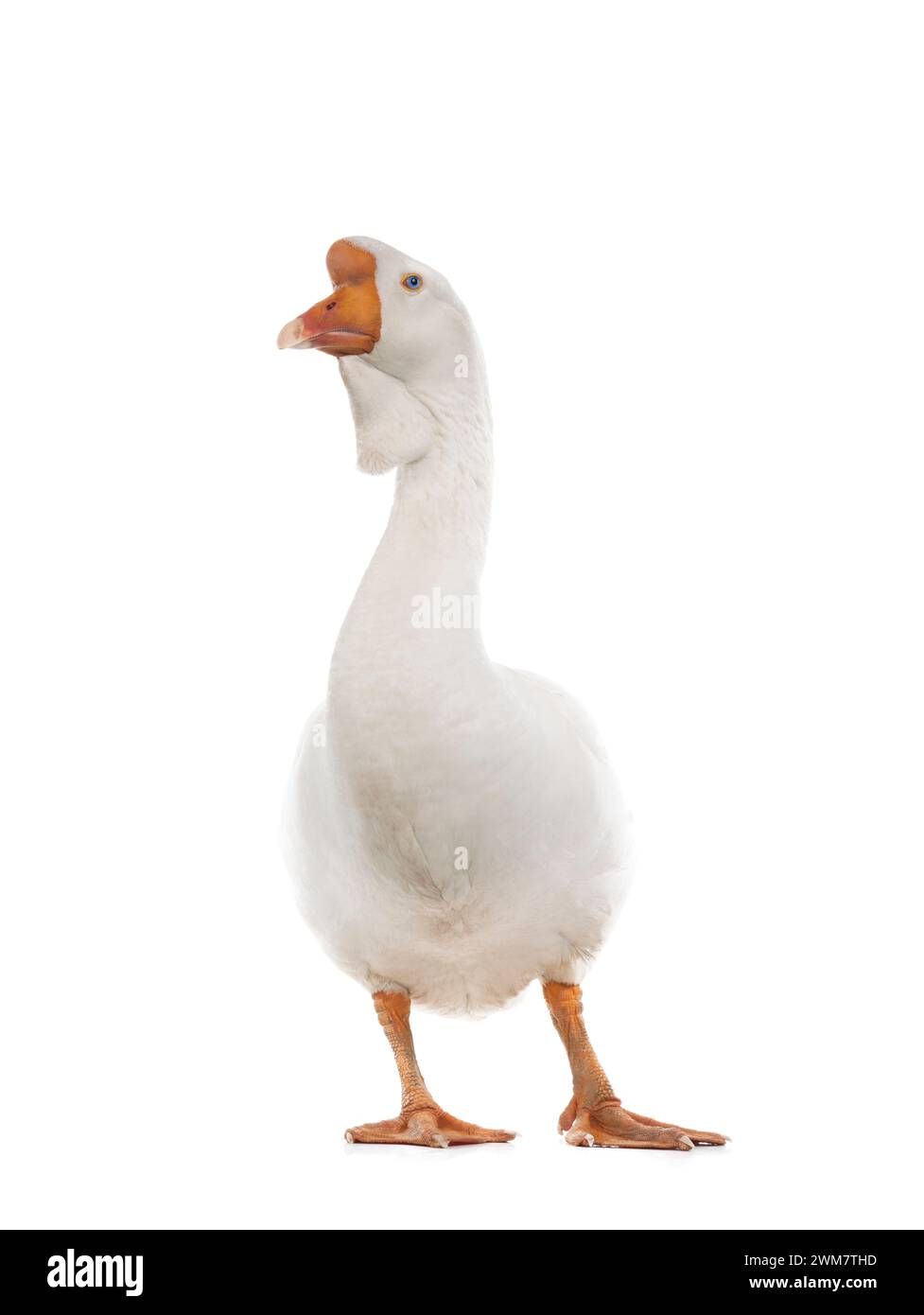 Large waterfowl Cut Out Stock Images & Pictures - Alamy