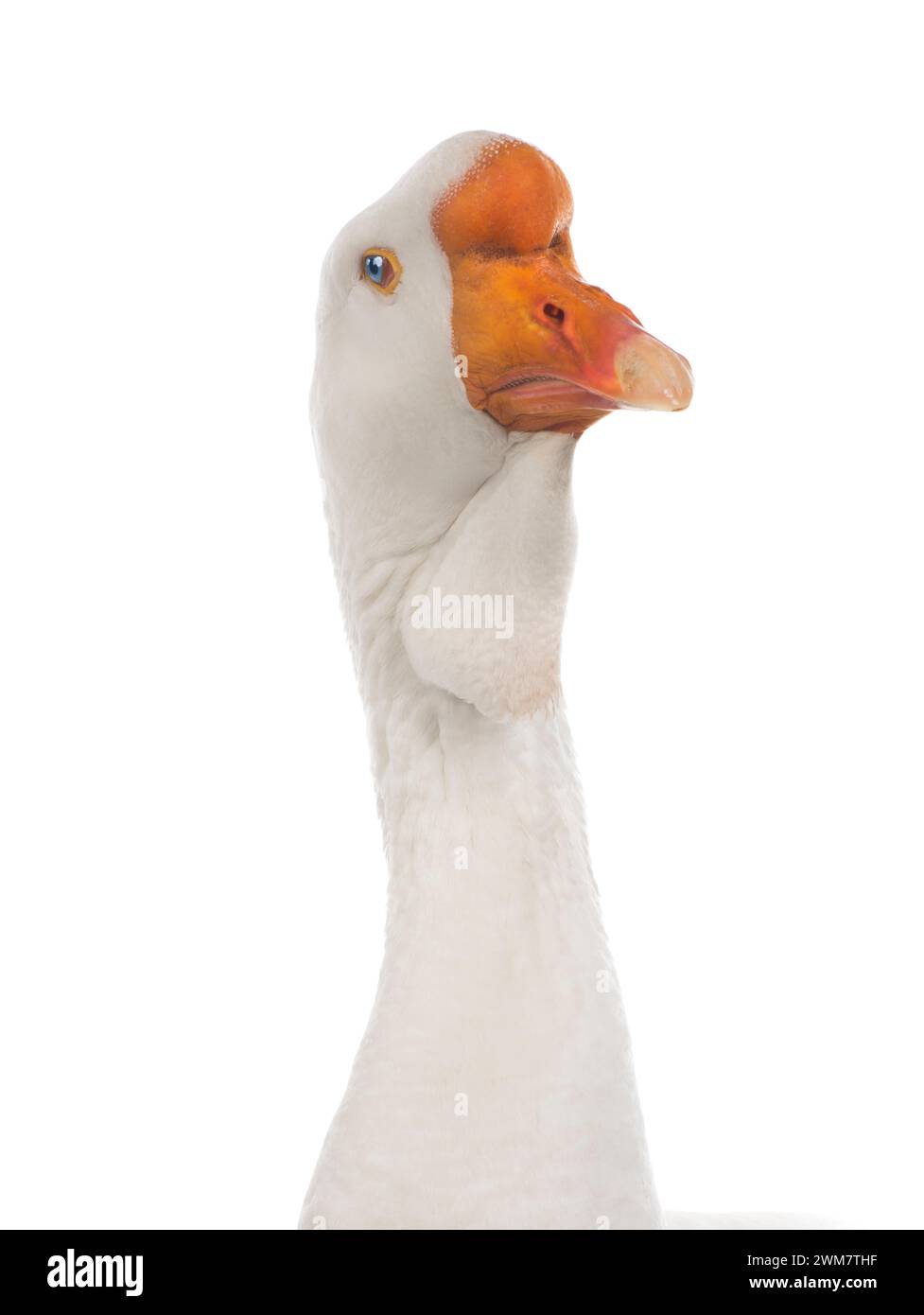 white large goose portrait isolated on white background Stock Photo - Alamy