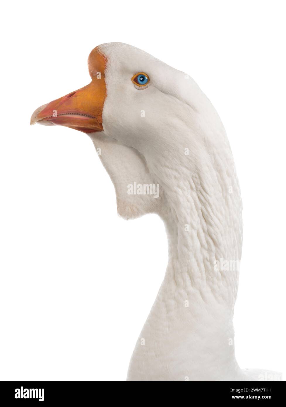 white large goose portrait isolated on white background Stock Photo - Alamy