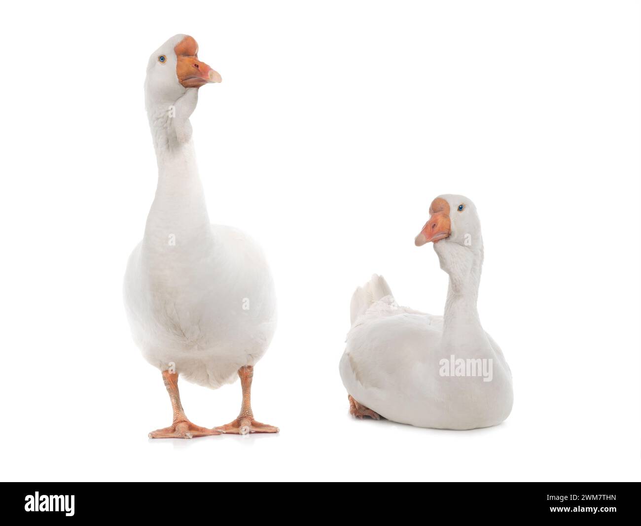 male and female geese isolated on white background Stock Photo - Alamy