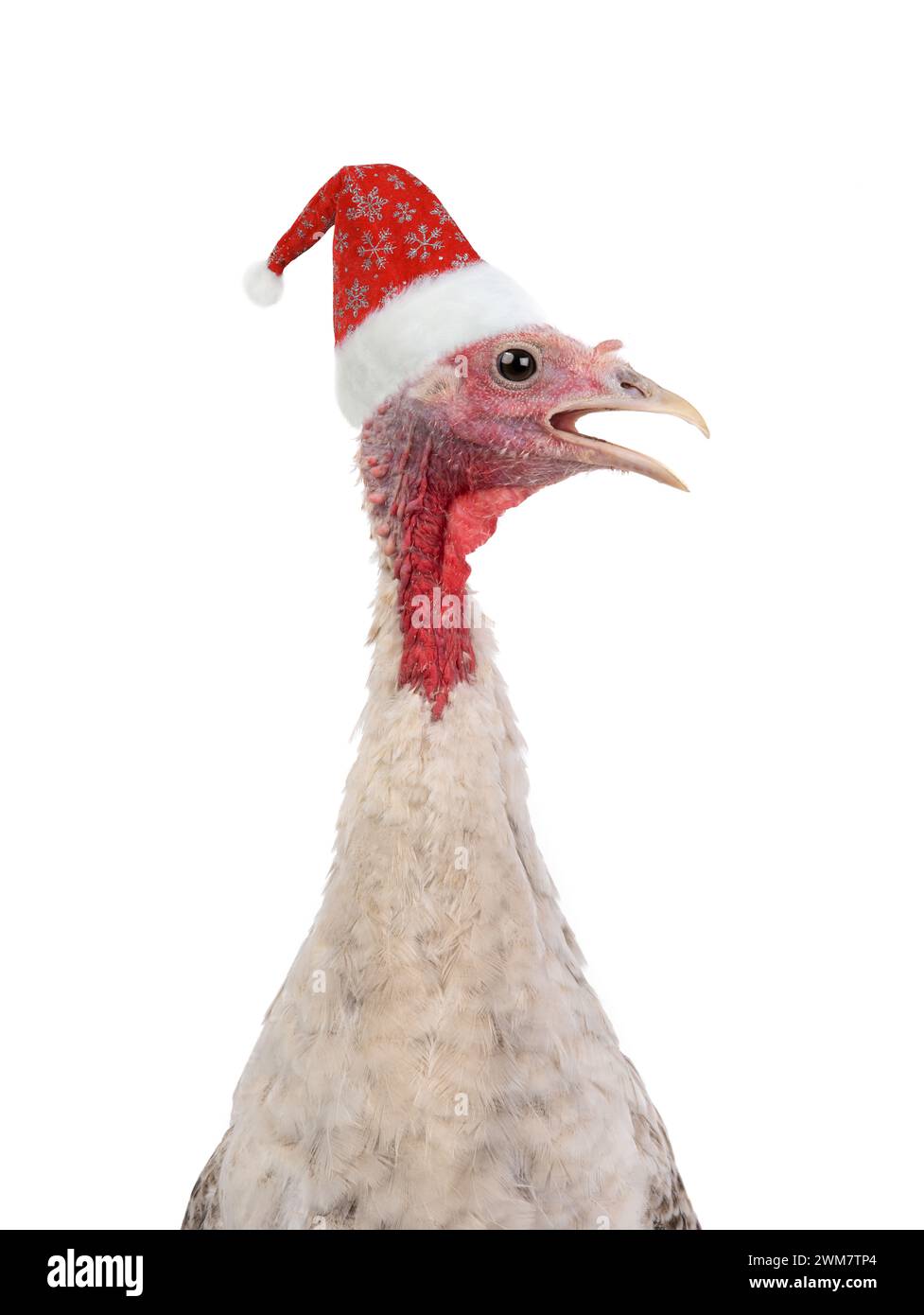 Christmas turkey hat hi-res stock photography and images - Alamy