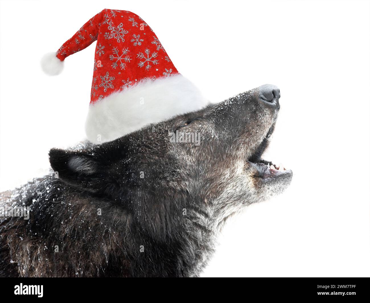 2020 year. howling canadian black wolf wearing santa claus hat on white ...