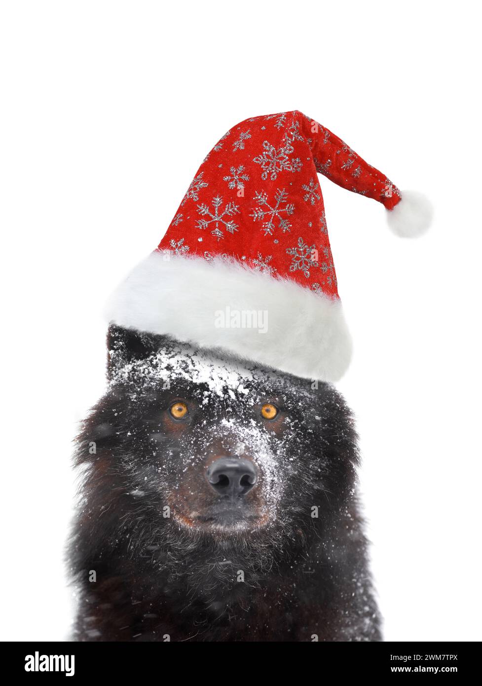 winter portrait canadian black wolf in santa claus hat isolated on ...