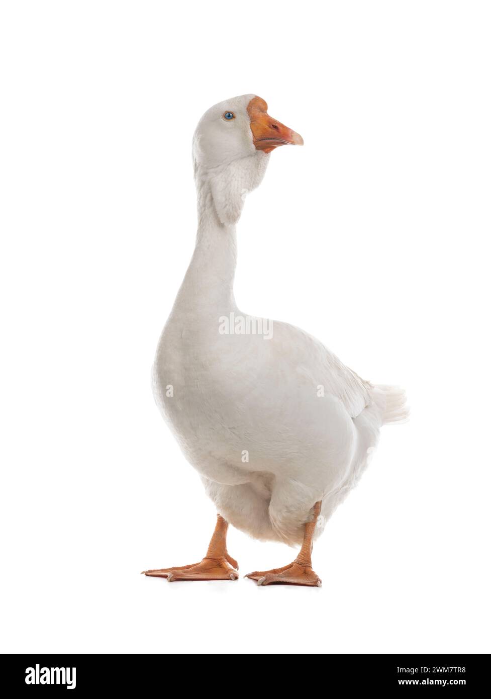female geese isolated on white background Stock Photo - Alamy