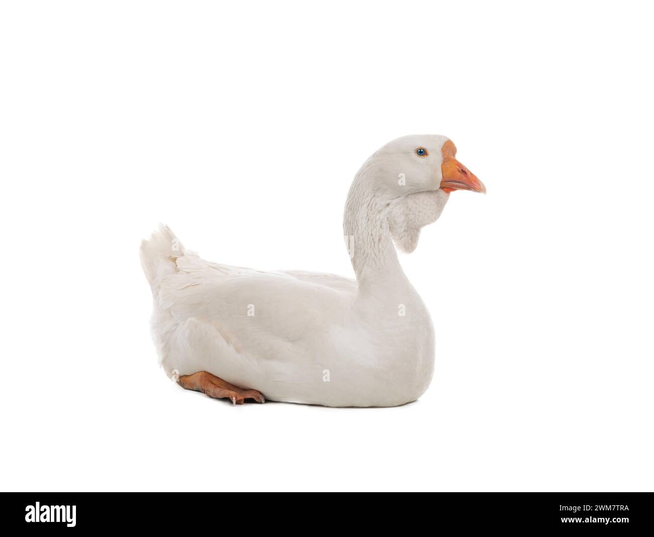 female geese isolated on white background Stock Photo - Alamy