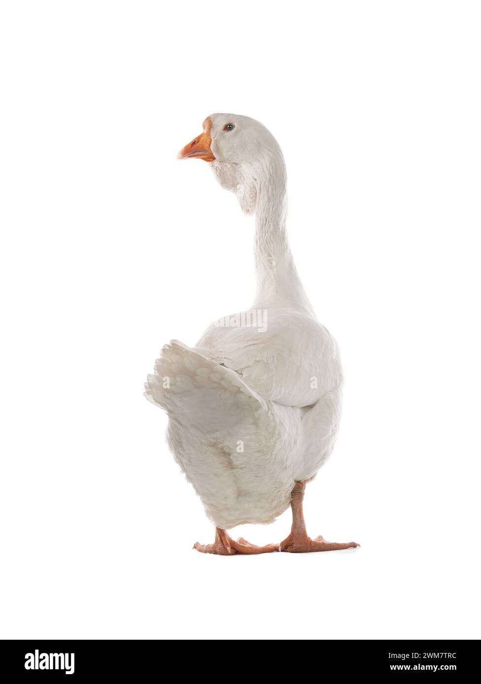 female geese isolated on white background Stock Photo - Alamy