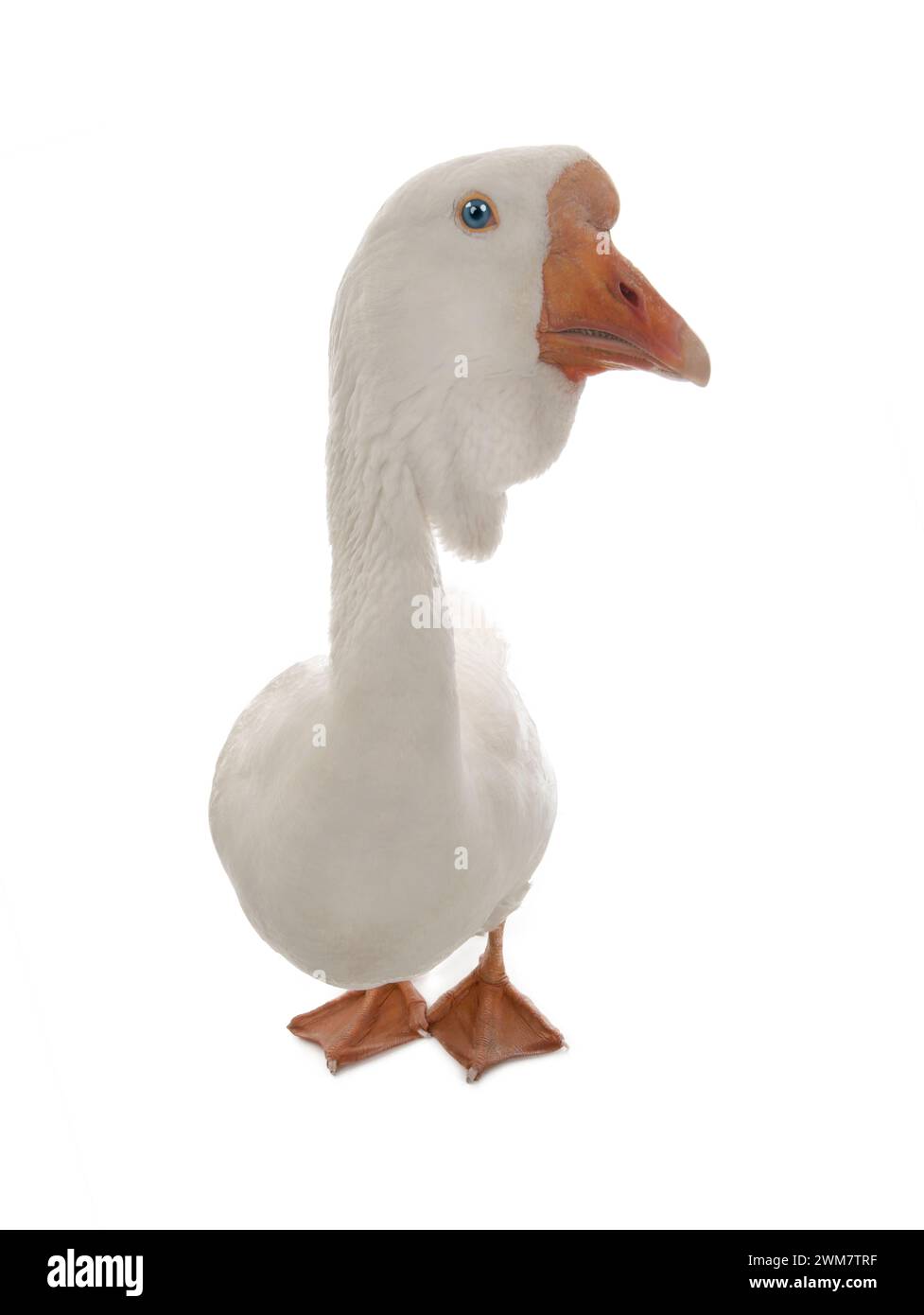 female geese isolated on white background Stock Photo - Alamy