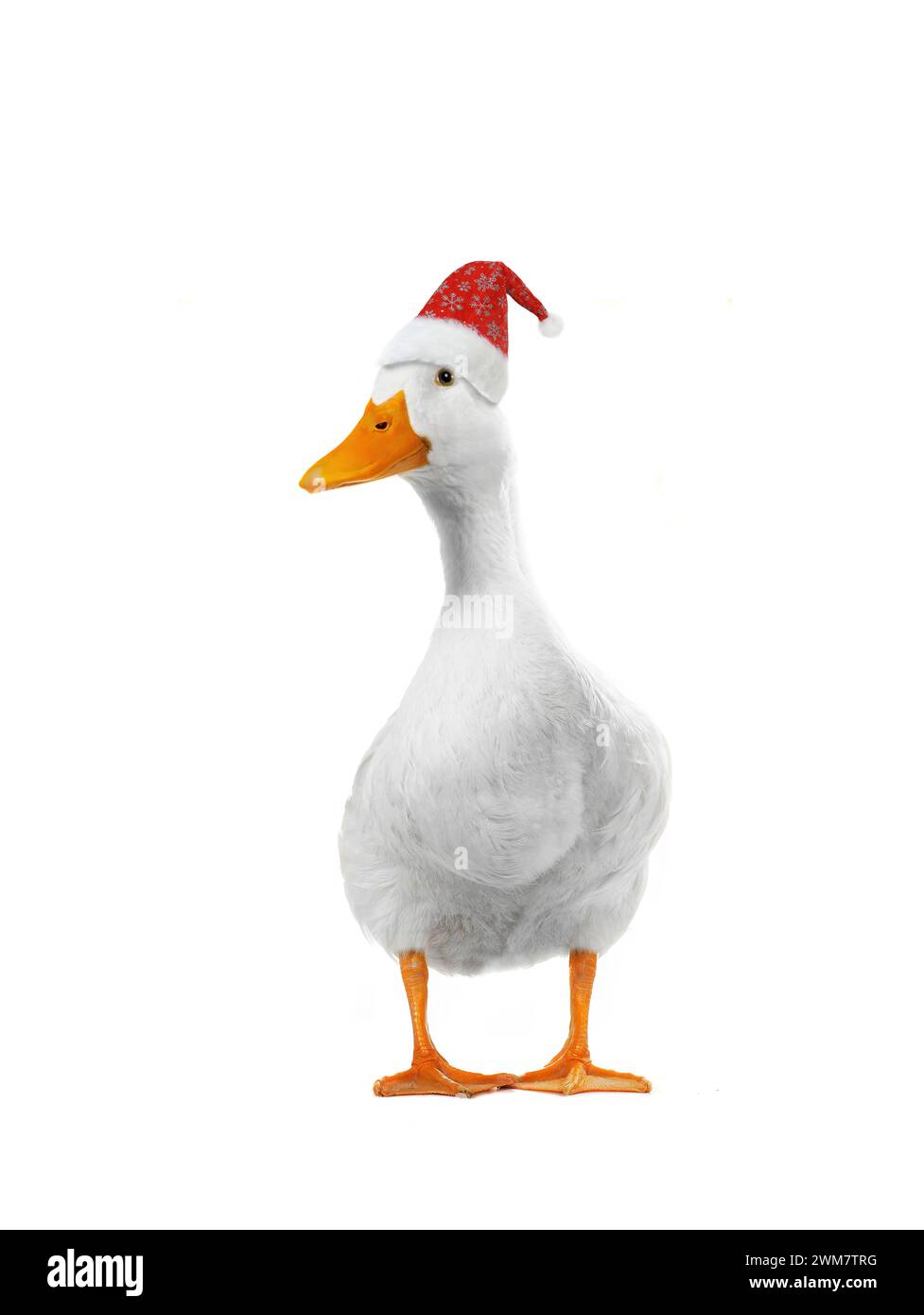 white duck in santa claus hat isolated on white background Stock Photo ...