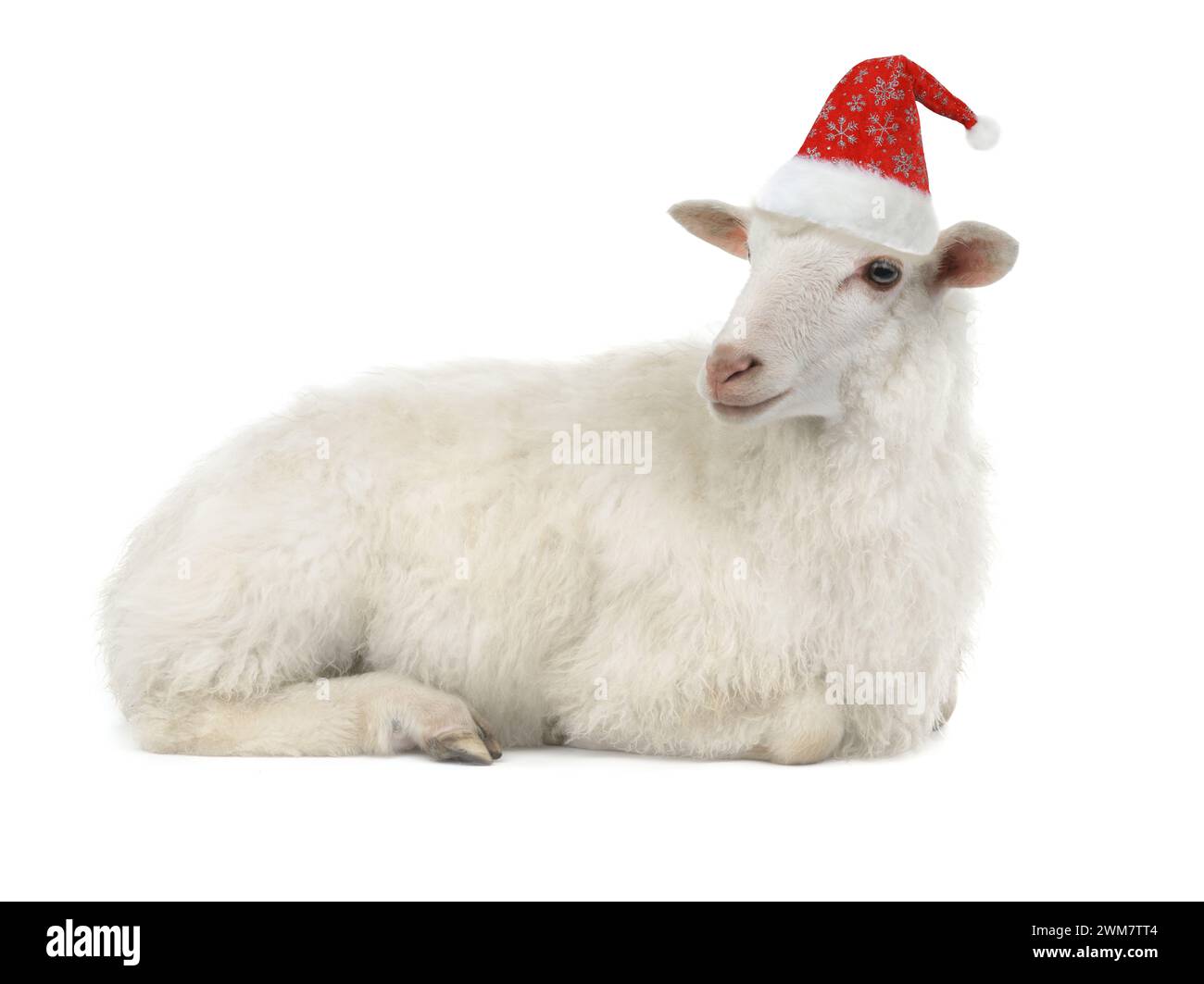 Sheep christmas hat hi-res stock photography and images - Alamy