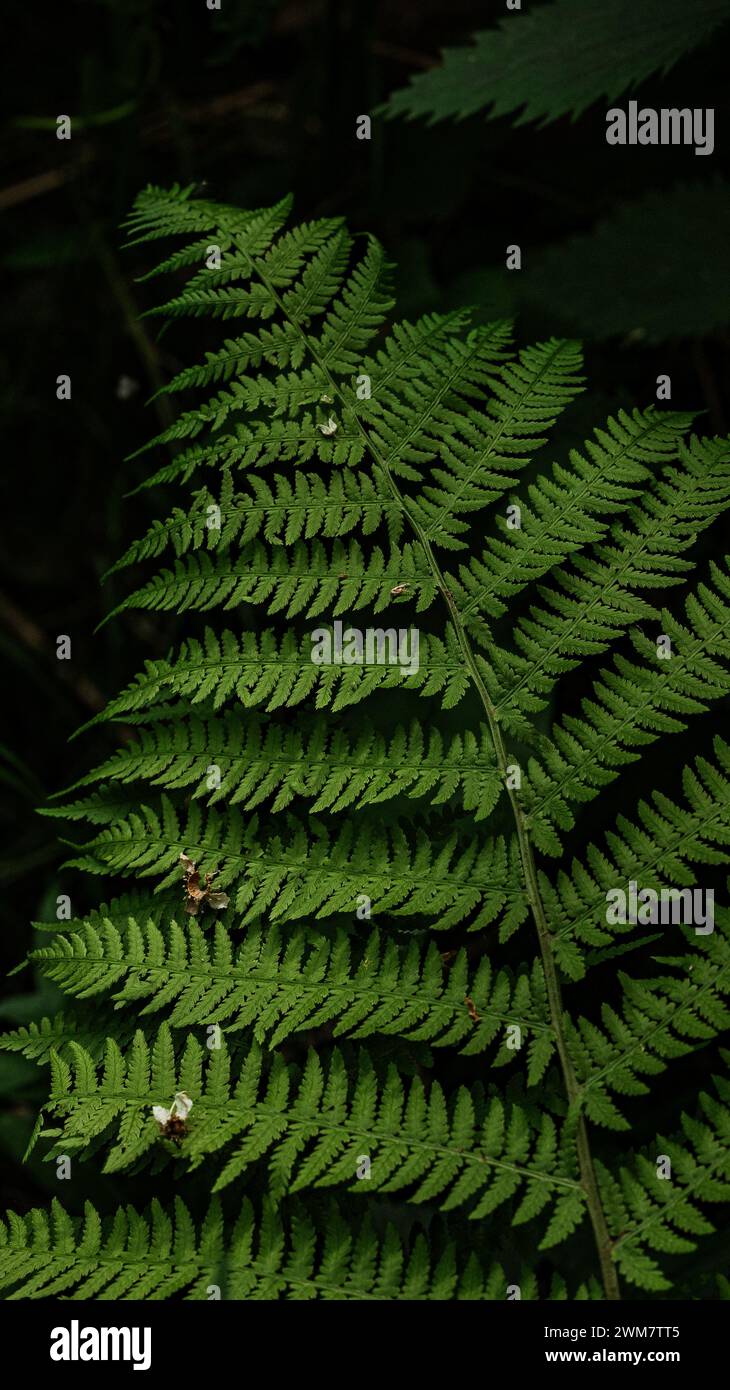 Displays intricate fern hi-res stock photography and images - Alamy