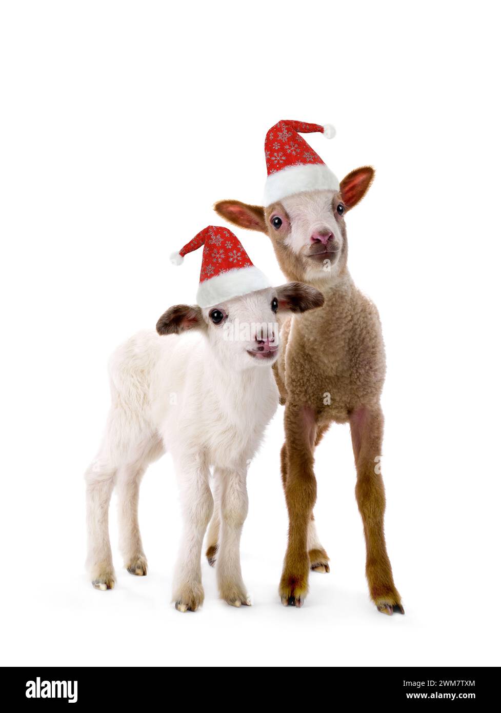 two little sheep in santa claus hats isolated on white background Stock ...