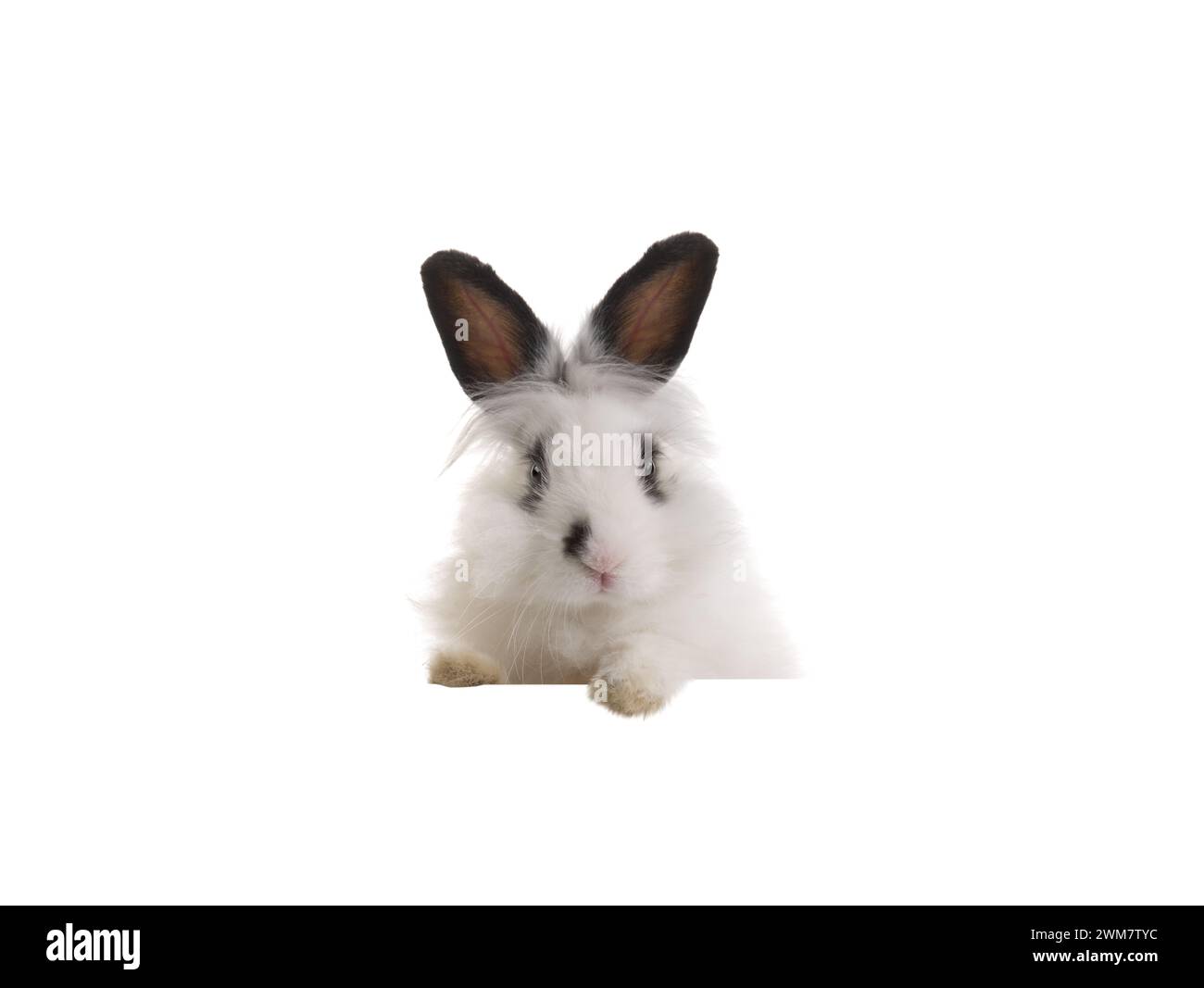 white bunny isolated on white background for your design Stock Photo ...