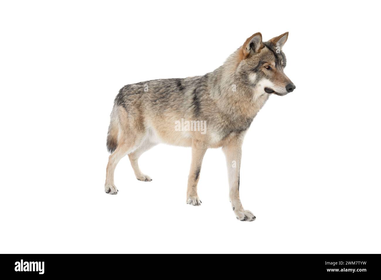Standing gray wolf in the snow in winter isolated on white background ...