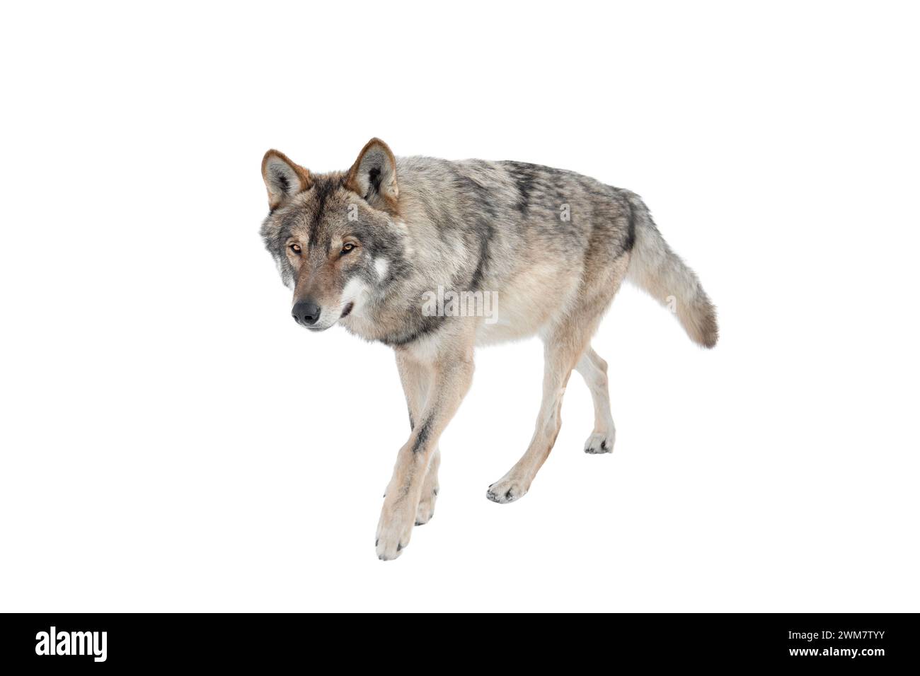 European gray wolf Cut Out Stock Images & Pictures - Alamy