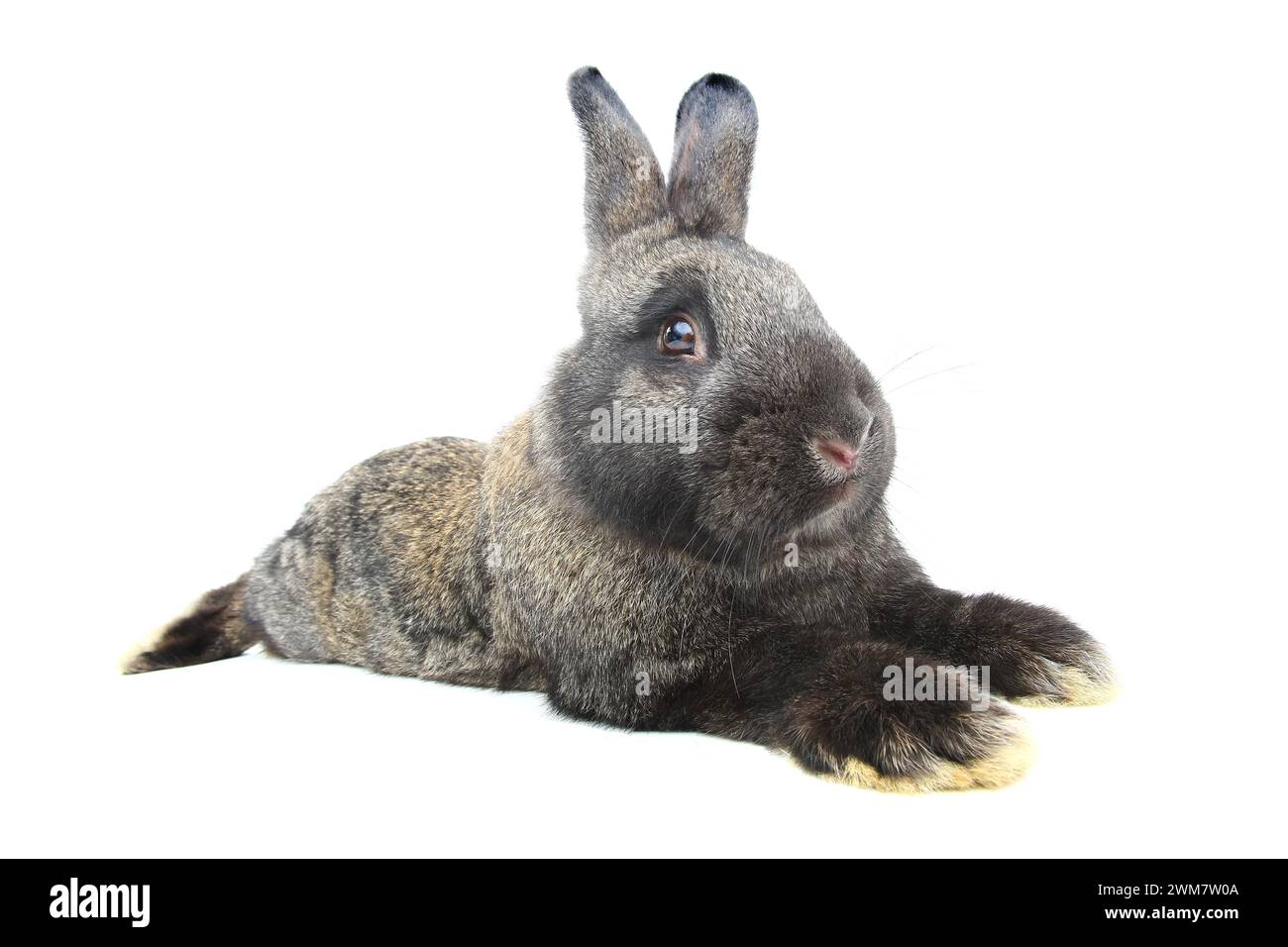 Beautiful fluffy white rabbit isolated Cut Out Stock Images & Pictures ...