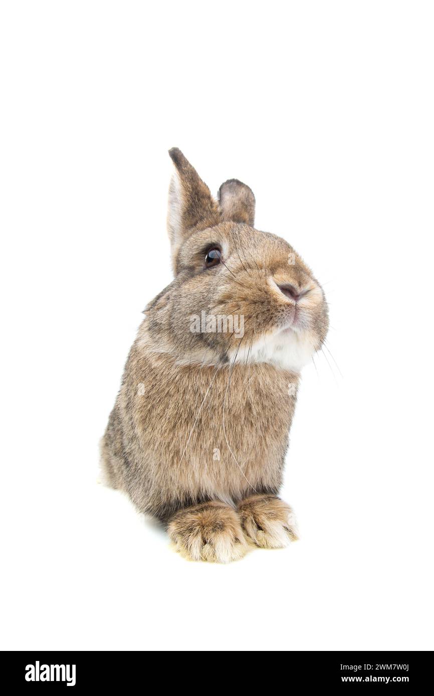 rabbit sitting isolated on white background Stock Photo - Alamy