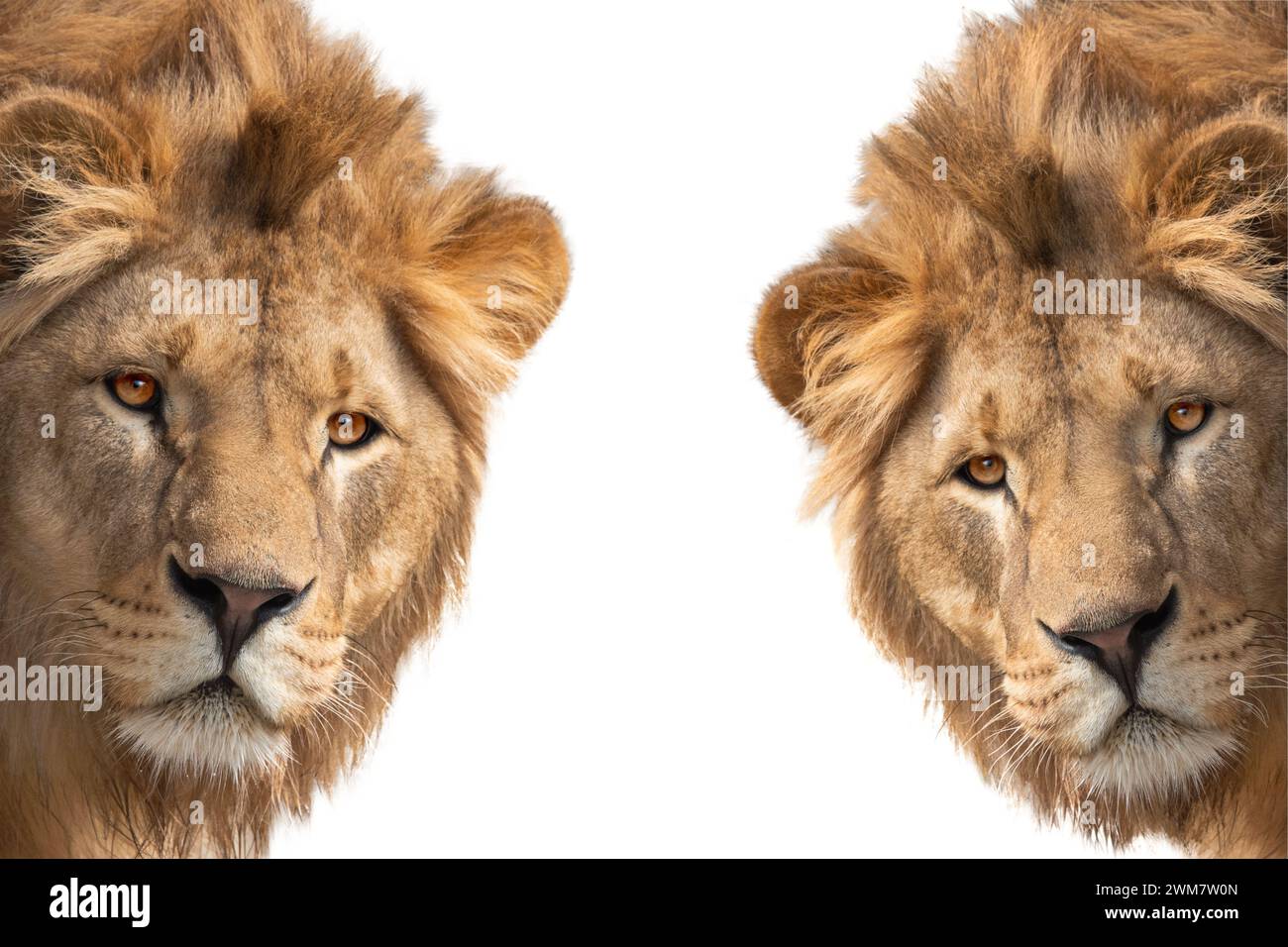 portrait two lion isolated on white background Stock Photo - Alamy