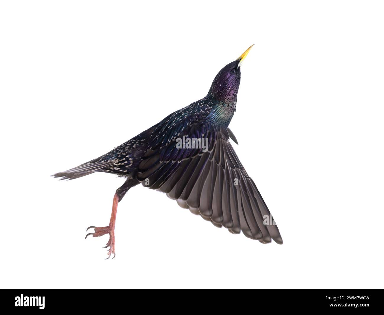 flying European Starling isolated on white background Stock Photo - Alamy