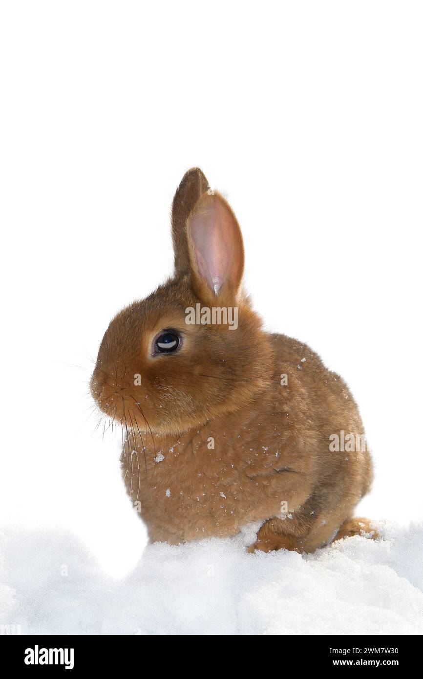Rabbit in the snow isolated on white background Stock Photo - Alamy