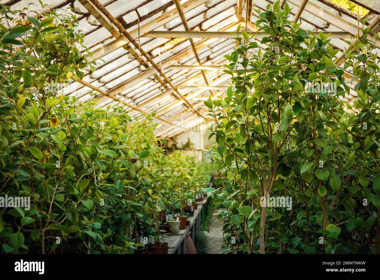 Old greenhouse with plants or trees growing pots. Perspective view of ...
