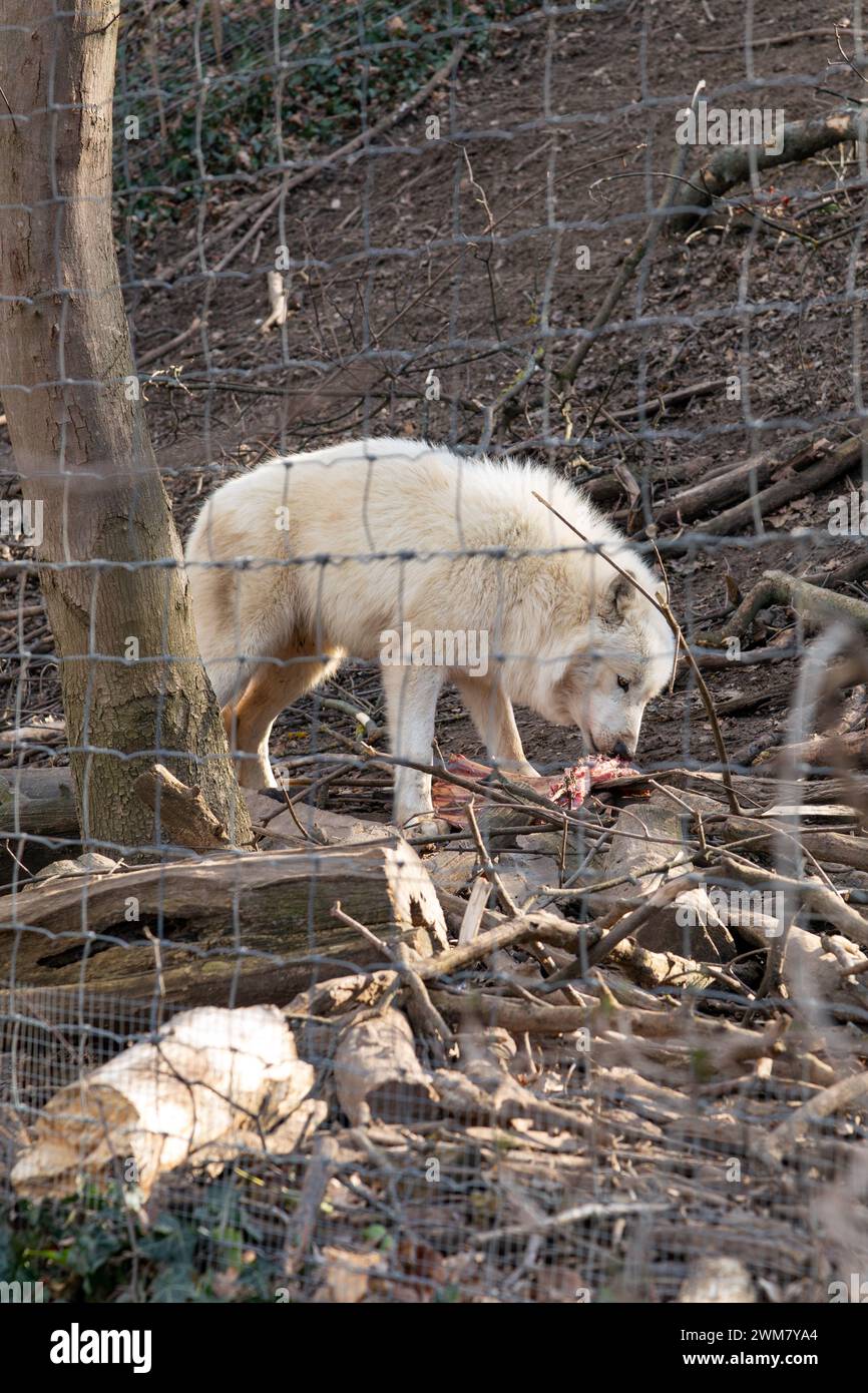 Arctic Wolf, Schönbrunn Zoo,Vienna, Austria, Europe Stock Photo - Alamy