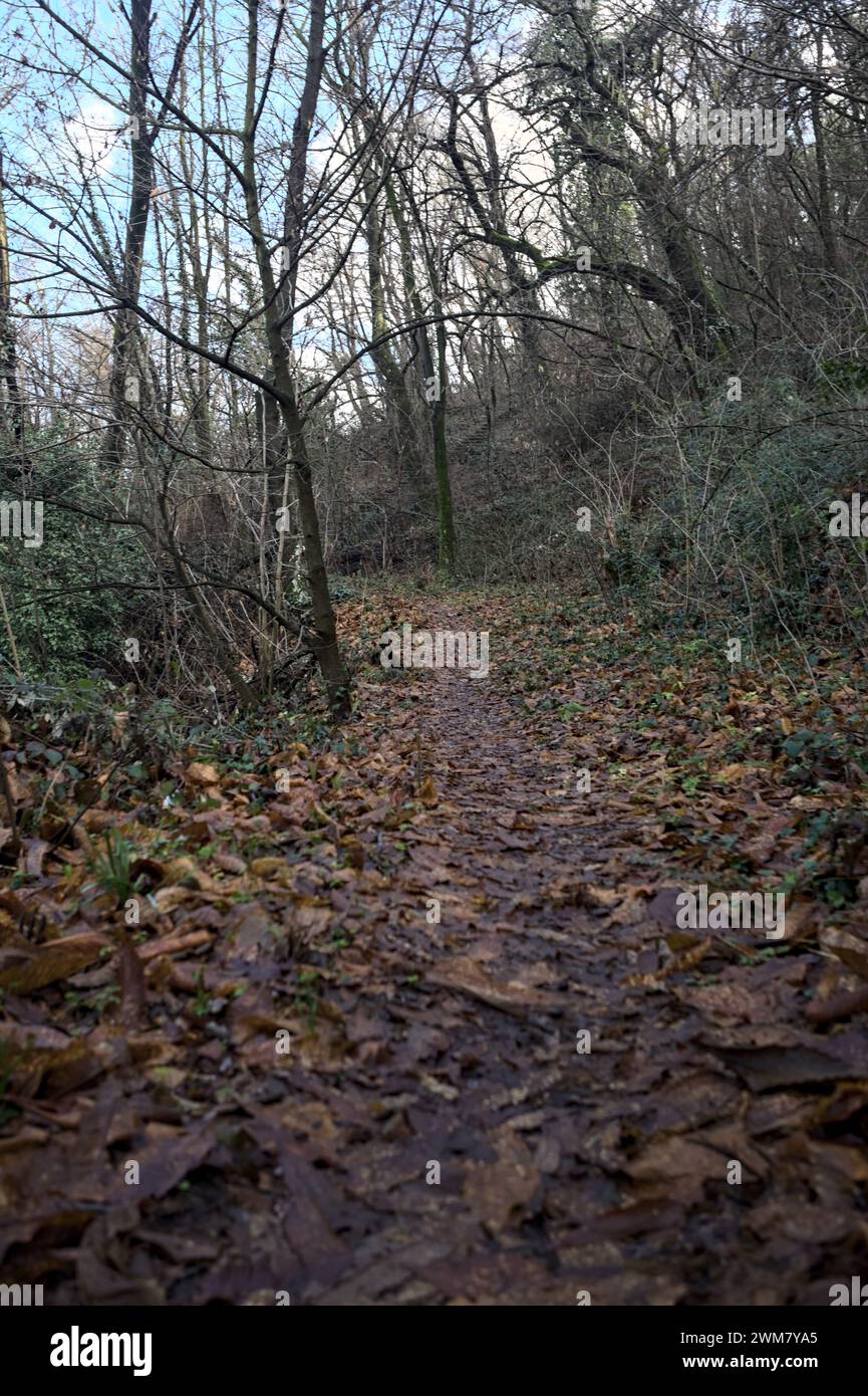 Muddy trail on a slope in a mountain forest in autumn Stock Photo - Alamy