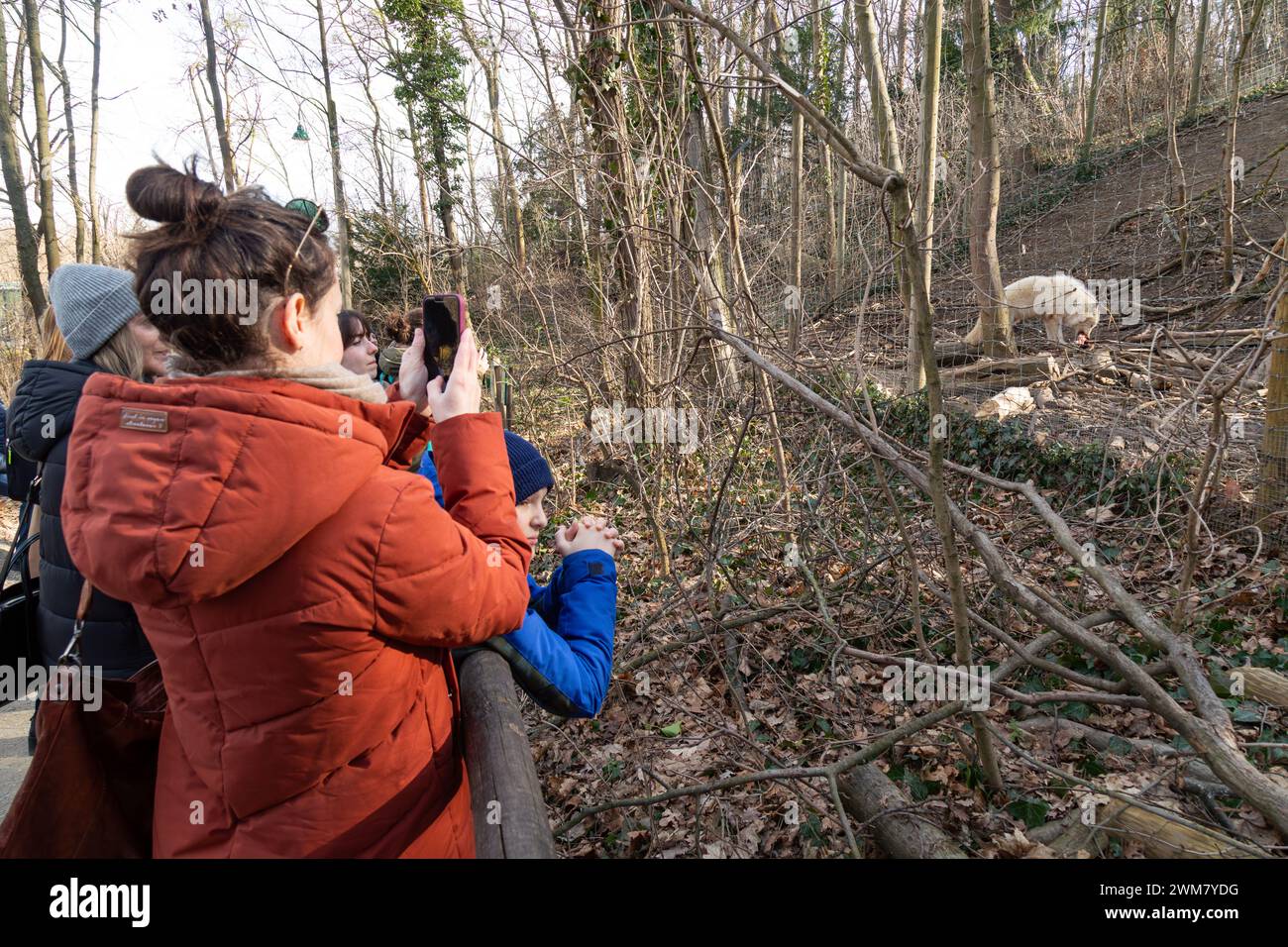 Arctic Wolf, Schönbrunn Zoo,Vienna, Austria, Europe Stock Photo - Alamy