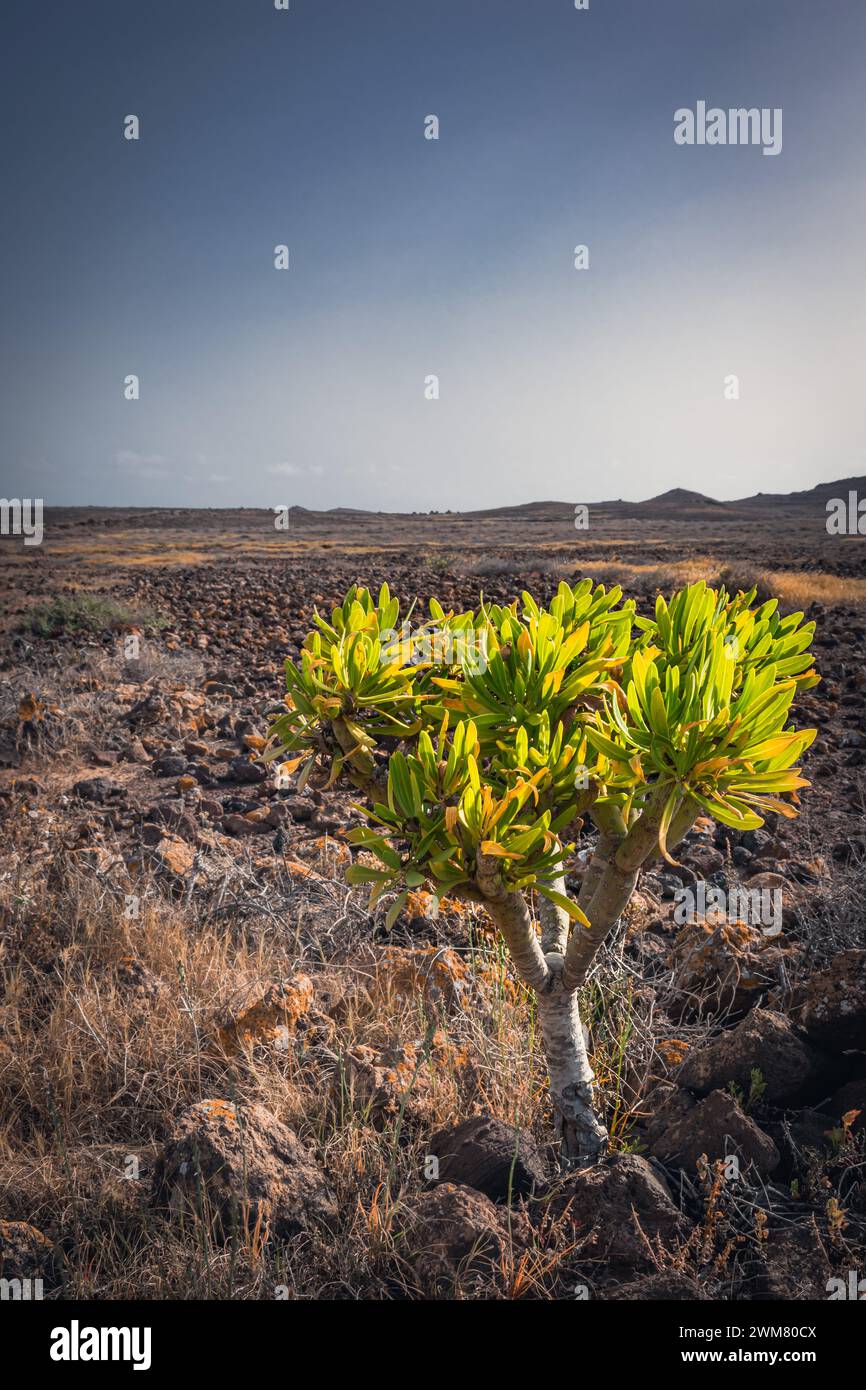 Dwarf tree in dried deserted valley Stock Photo - Alamy
