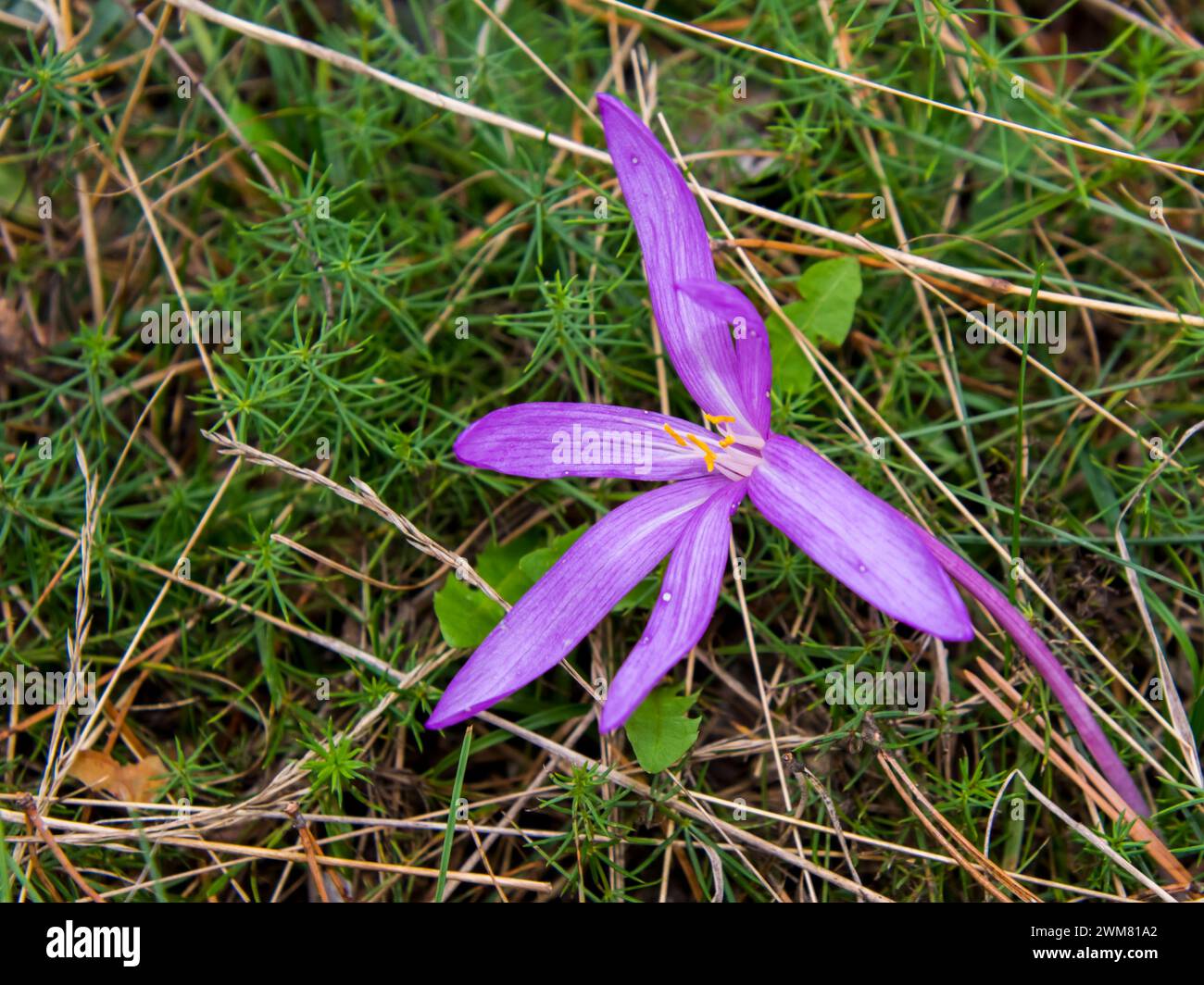 Flower of Crocus, its scientific name is Colchicum arenarium in ...