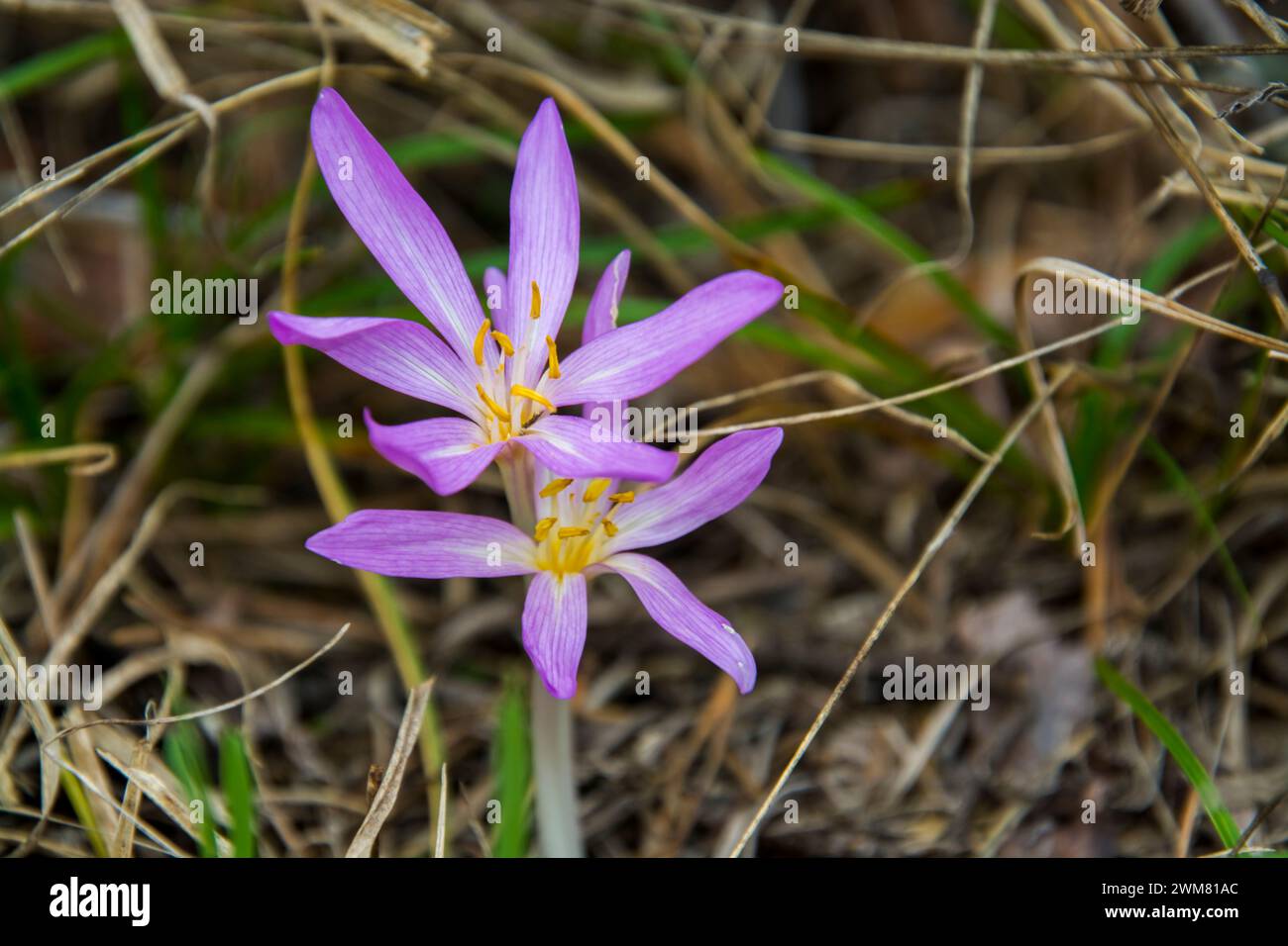 Flower of Crocus, its scientific name is Colchicum arenarium in ...