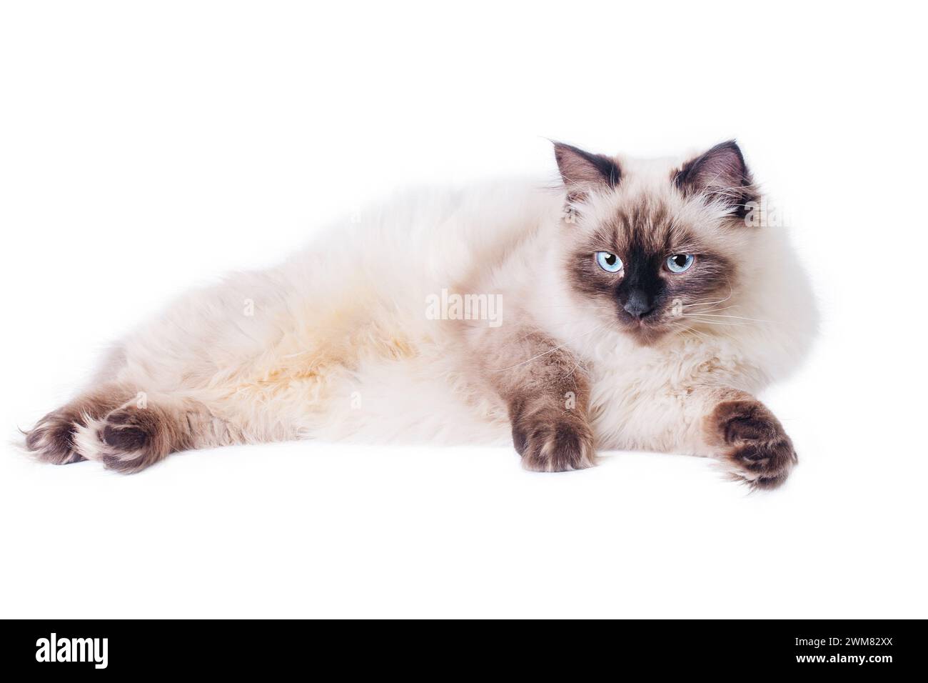 A kitten of beige and brown color isolated on a white background. A cat ...