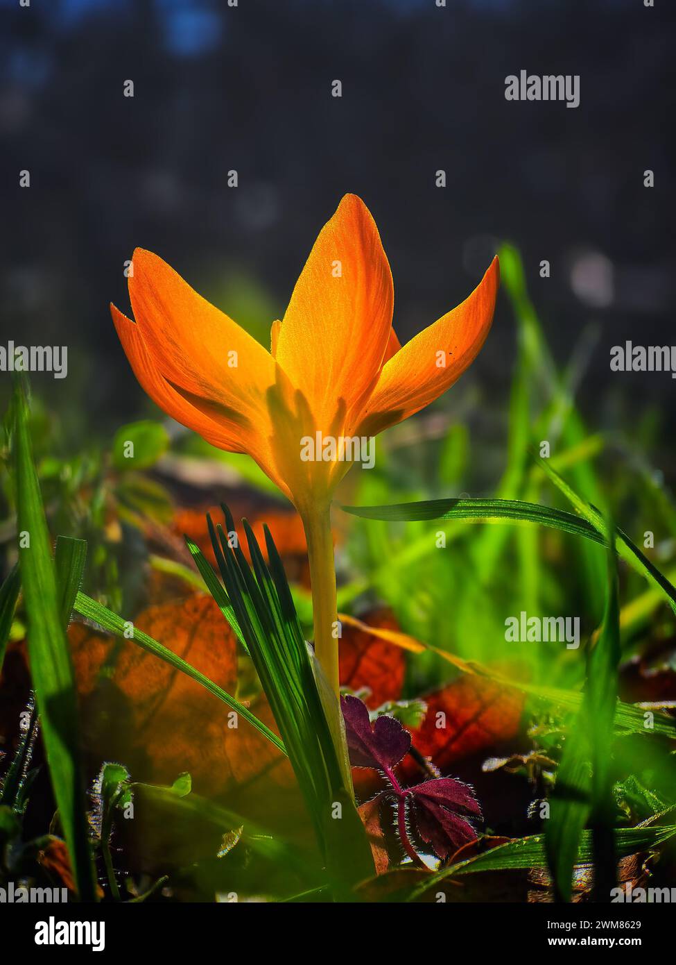 Yellow wild crocus and fresh green grass on beautiful spring morning ...