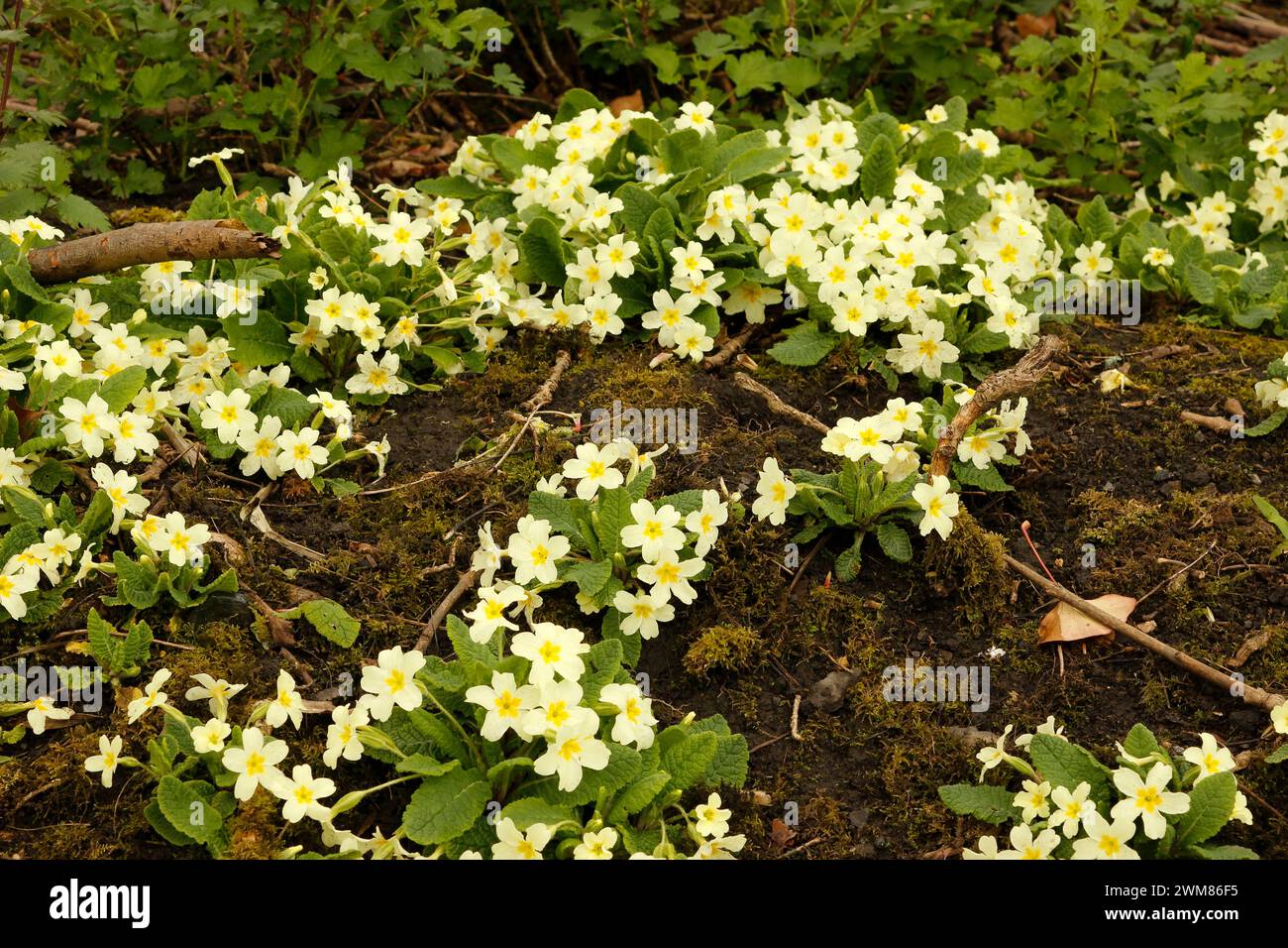 Birtish wildflowers hi-res stock photography and images - Alamy