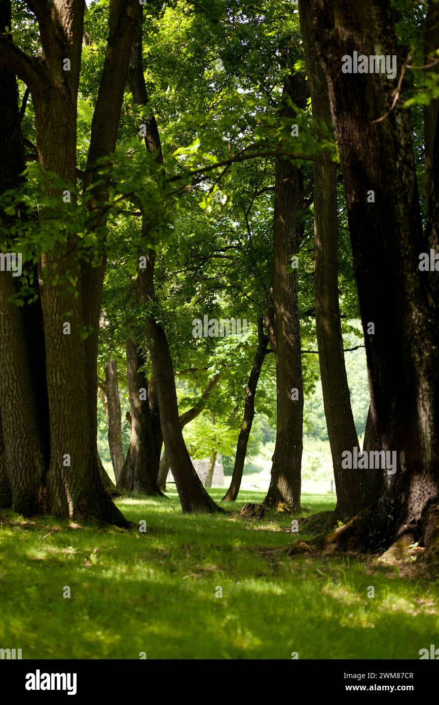 Dappled patterns hi-res stock photography and images - Alamy