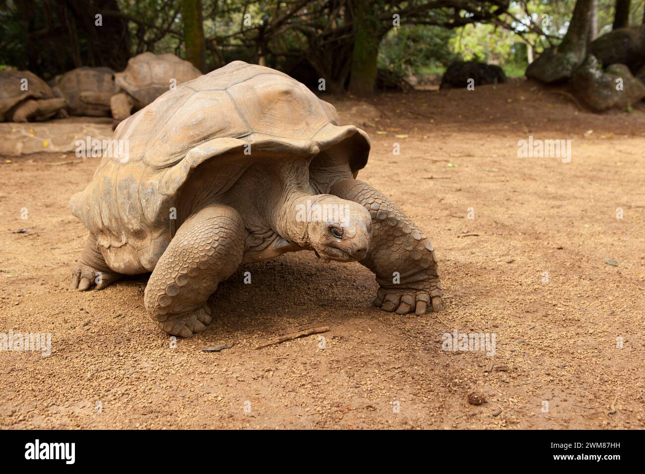 Large Wild Tortoise in Mauritius Stock Photo - Alamy