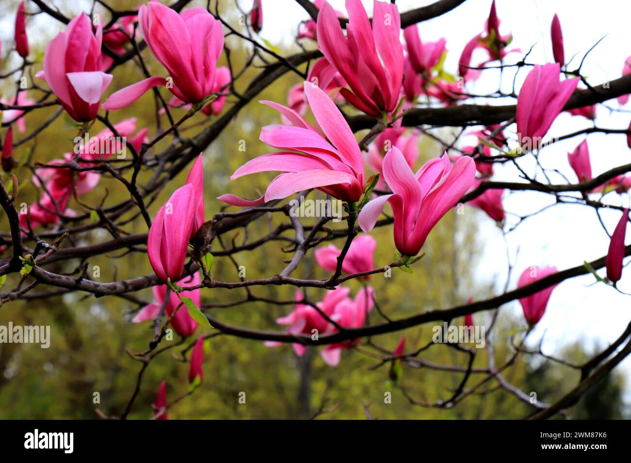 Beautiful magnolia tree blossoms in springtime. Jentle Chinese red ...