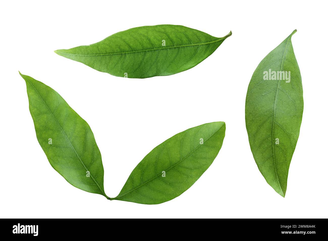 Green lychee leaf isolated on a white background Stock Photo - Alamy