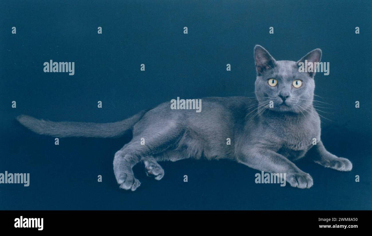 Asian Blue Self Cat Layed on a Midnight Blue Background Stock Photo - Alamy
