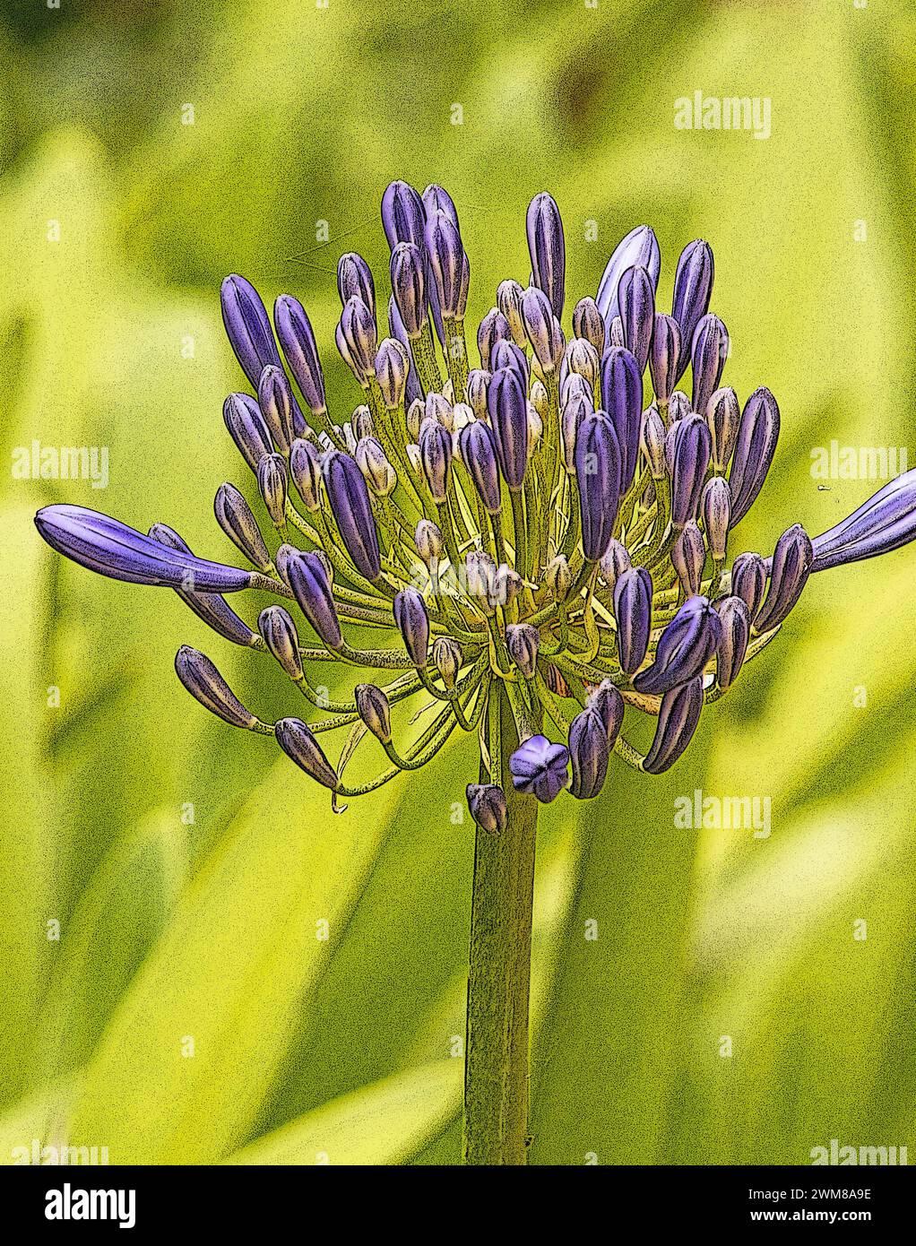 Agapanthus plant hi-res stock photography and images - Alamy